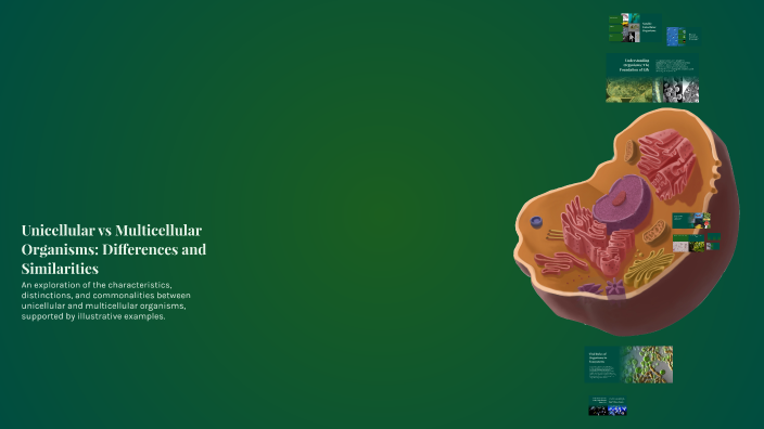 Unicellular vs Multicellular Organisms: Differences and Similarities by ...