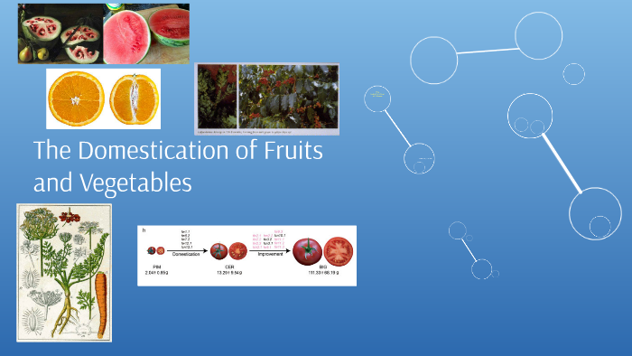 The Domestication of Fruits and Vegetables by Kenneth Woodson on Prezi