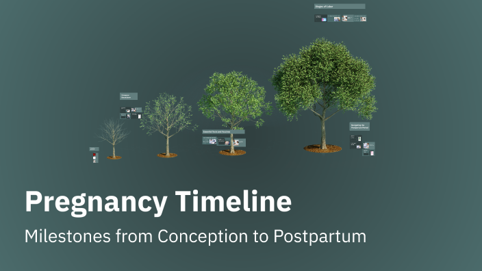 Pregnancy Timeline by Malia Howard on Prezi