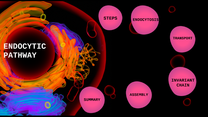 ENDOCYTIC PATHWAY by POOJA MISHRA on Prezi