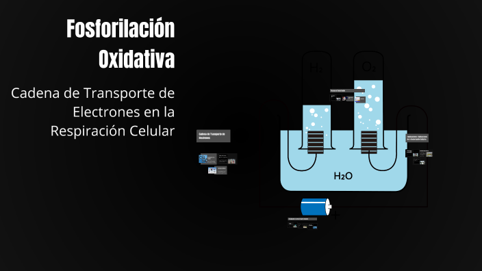 Fosforilación Oxidativa by Martha Pech on Prezi