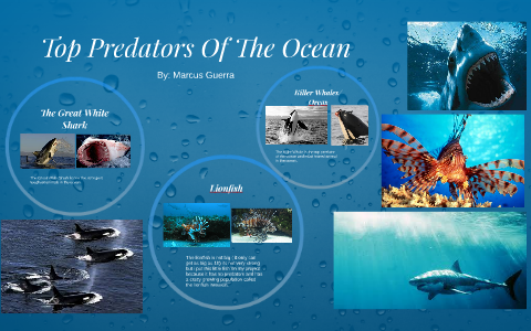 Top Predators Of The Ocean by Marcus Guerra on Prezi