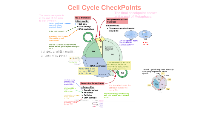 Cell Cycle CheckPoints by Alan Richardson on Prezi