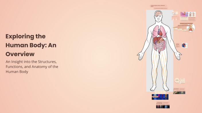 Exploring the Human Body: An Overview by Nikola Feliks on Prezi
