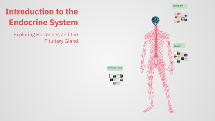 Introduction to the Endocrine System by Alice Easton on Prezi