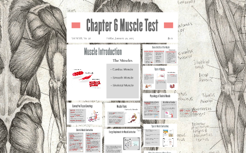 Chapter 6 Muscle Test By Kristi Harrington On Prezi