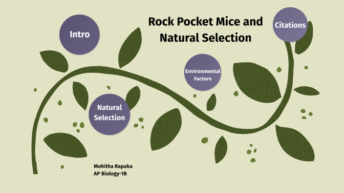 Rock Pocket Mice and Natural Selection by Mohitha Rapaka on Prezi