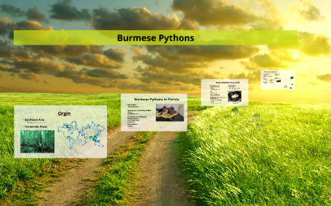 Burmese Pythons by Christina vongkhamsene