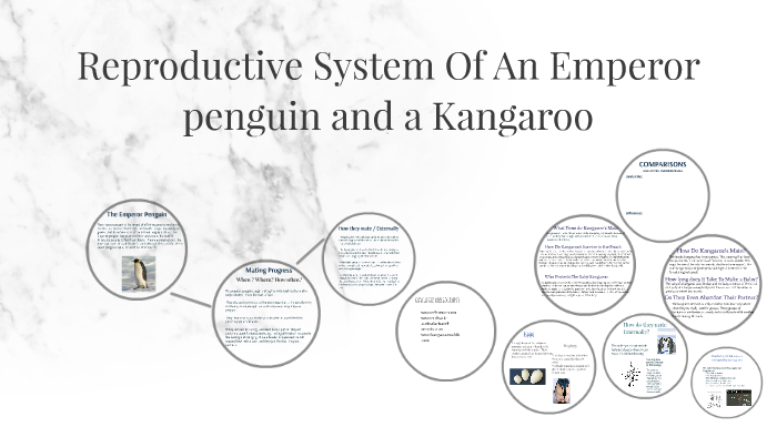 Reproductive System Of An Emperor penguin and a Kangaroo by Mazz Rowe ...