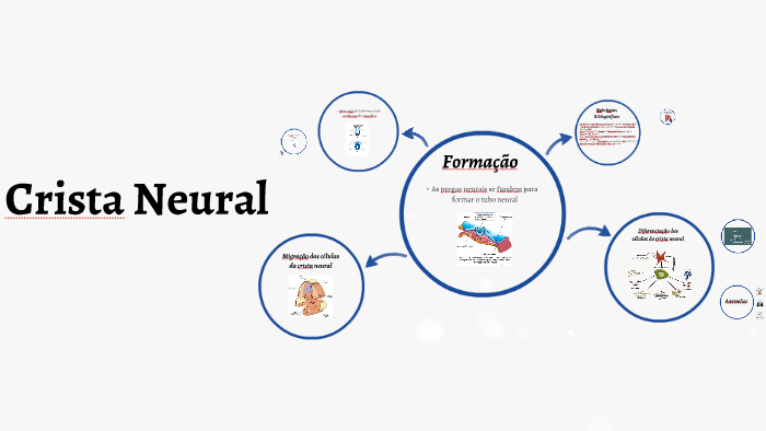 Crista Neural by Isabela Maia on Prezi