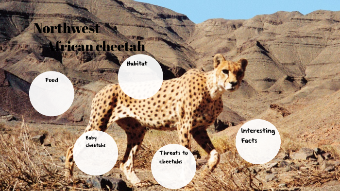 My cheetah presentation by Charity Davis on Prezi