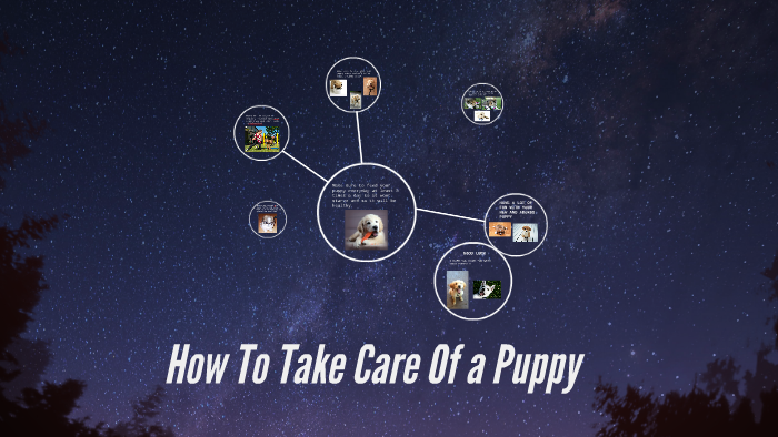 How to take care of a puppy by Heidi Pattison on Prezi