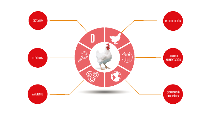 ASCITIS EN AVES by Laia P on Prezi