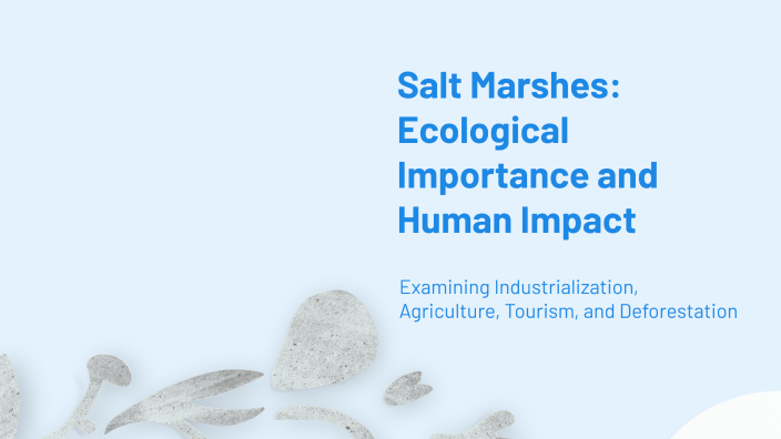 Salt Marshes: Ecological Importance and Human Impact by Matilde Pereira ...