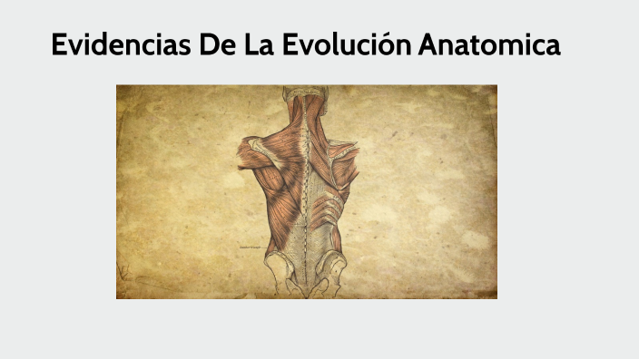 Evidencias De La Evolucion Anatomica by Josefa osses on Prezi