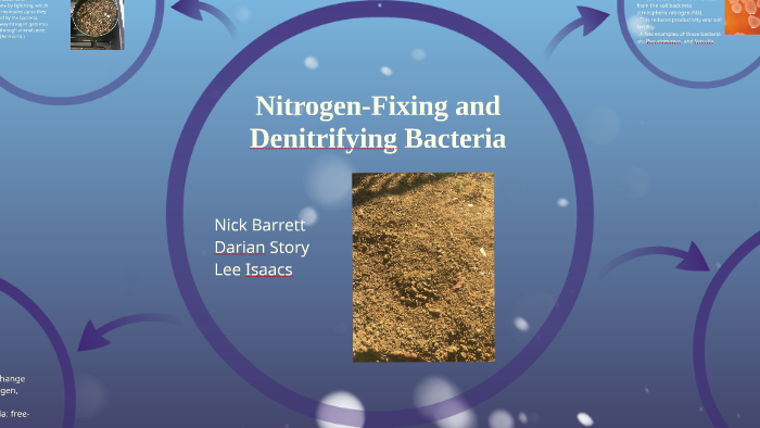 Nitrogen-Fixing and Denitrifying Bacteria by Nick Barrett on Prezi