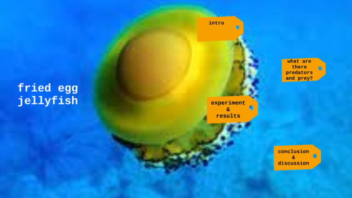 JELLYFISH PREZI FRIED EGG by Christopher Karwaczka on Prezi