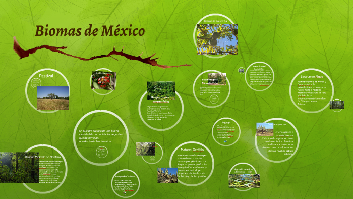 Biomas de México by valeria cuautli on Prezi