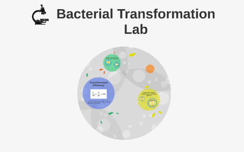 Bacterial Transformation Lab by Cara Malone on Prezi