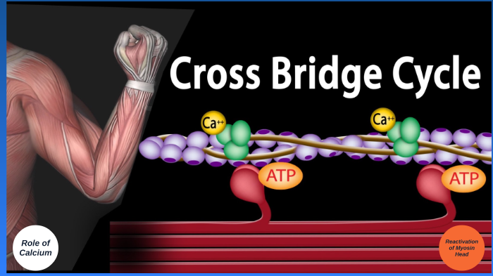 cross bridge cycle project. by enrique campos