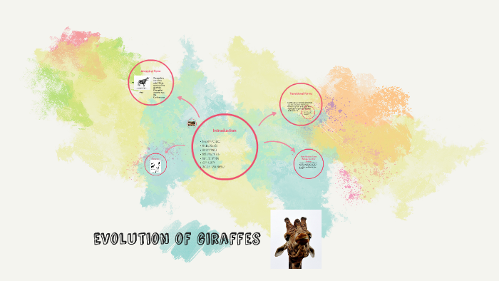 Evolution of giraffes by Madison Shinn on Prezi