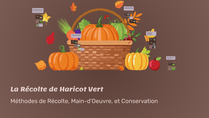 La Récolte de Haricot Vert by abdelilah idnassir on Prezi