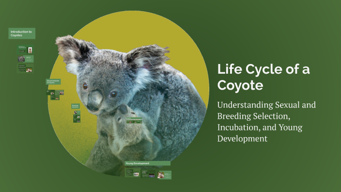 Life Cycle of a Coyote by Sean Cohens on Prezi
