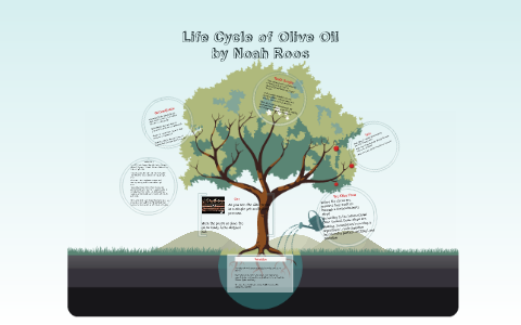 Life Cycle of Olive Oil by Noah Roos on Prezi
