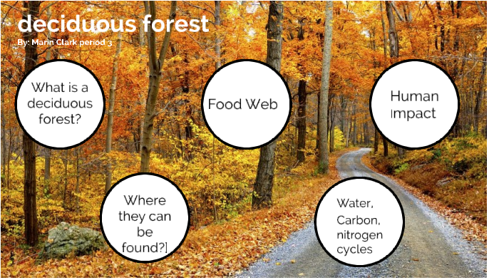 deciduous forest project by Marin Clark on Prezi