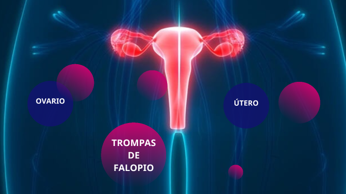 Anatomia del ovario by santiago Duque on Prezi