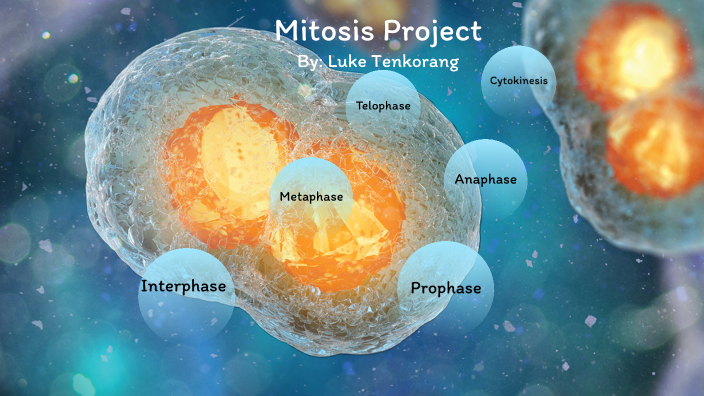 Mitosis Project by Tenkorang Luke on Prezi