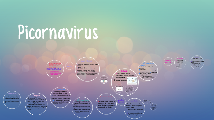 Picornavirus by katia vizcarra
