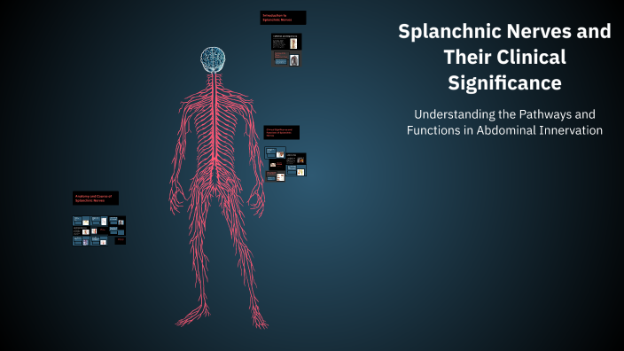 Splanchnic Nerves and Their Clinical Significance by daiwik ahuja on Prezi