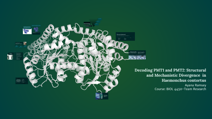 Decoding PMT1 and PMT2: Structural and Mechanistic Divergence in ...