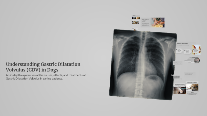 Understanding Gastric Dilatation Volvulus (GDV) in Dogs by Erin Jackson ...