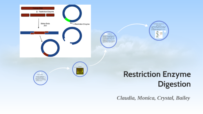 Restriction Enzyme Digestion by Bailey Pizzio on Prezi