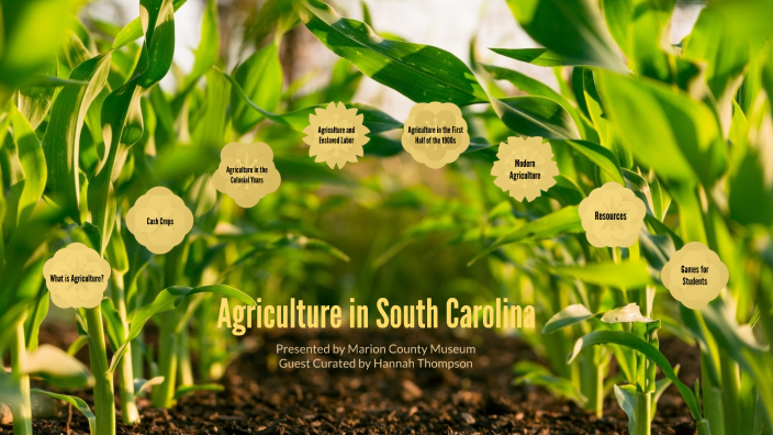 Agriculture in South Carolina by Holly Barr on Prezi