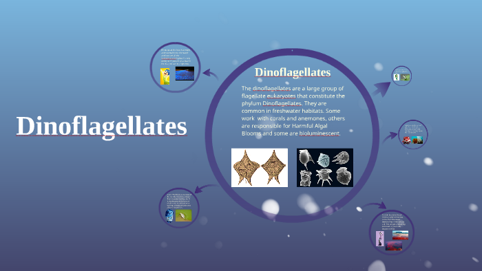 Dinoflagellates by morgan busain on Prezi