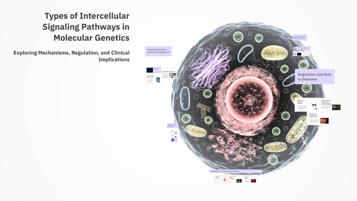 Types of Intercellular Signaling Pathways in Molecular Genetics by ...