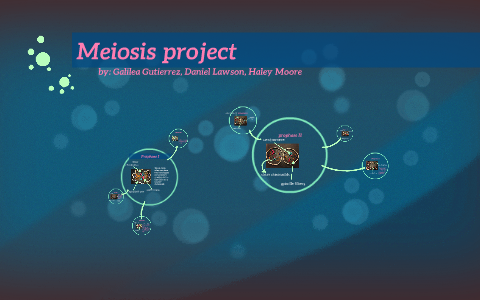 MEIOSIS PROJECT by haley moore on Prezi
