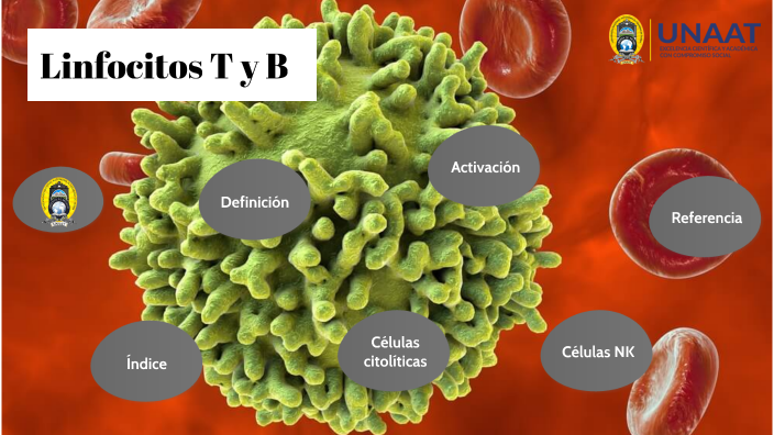 Linfocitos T y B by Yazmin Yulissa Ludeña Zurita on Prezi
