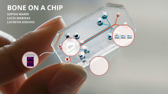 BONE ON A CHIP by lucia mdr on Prezi