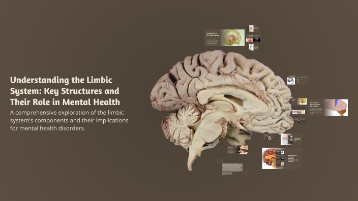 Understanding the Limbic System: Key Structures and Their Role in ...