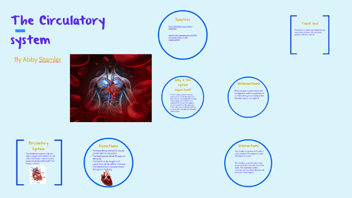 Circulatory System by abby stamler on Prezi