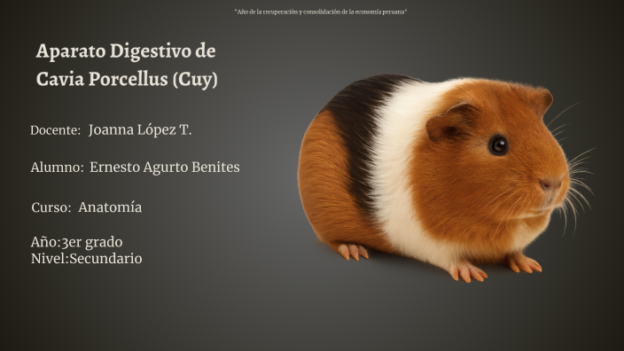 Aparato Digestivo de Cavia Porcellus (Cuy) by Ernesto Agurto on Prezi