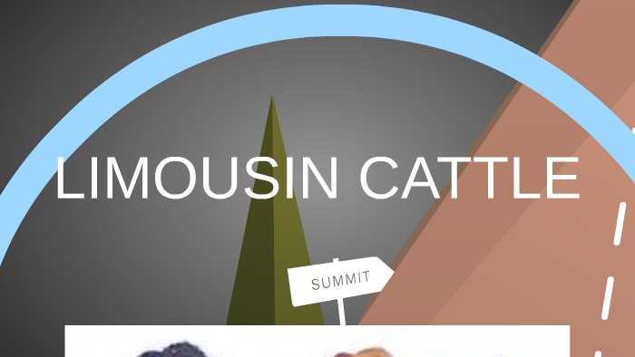 cow by Joey Scaffidi on Prezi