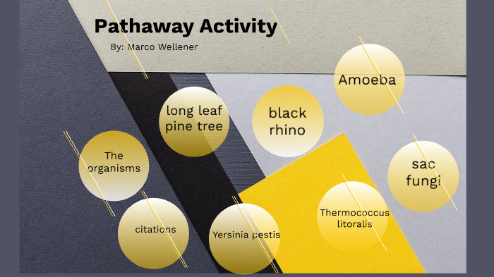 Module Ten Lesson One Pathway Activity by Marco Wellener on Prezi