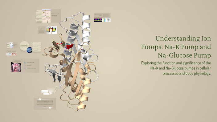 Understanding Ion Pumps: Na-K Pump and Na-Glucose Pump by Shivam Gmail ...
