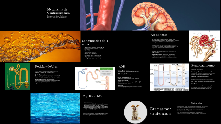 Mecanismo Contracorriente Renal by Ariel Illescas Ramos on Prezi