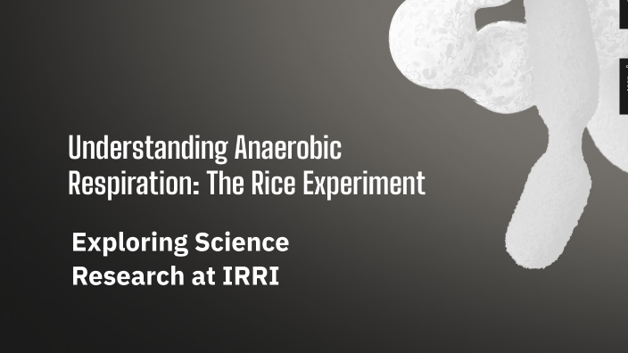 Understanding Anaerobic Respiration: The Rice Experiment by Shagun ...